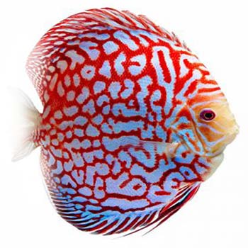 DISCUS RED MAP – DISCUSHOP